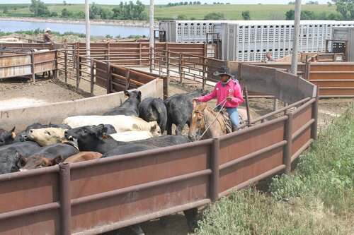 Cowboy / Pen Riders needed at Feed Yard in Red Cloud, Nebraska ...