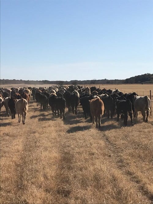 Position Wanted: Looking for Full-time Farm/Ranch Job in Texas or ...