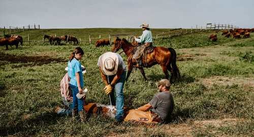 Entry Level Ranch Hand Job at Well-established Seedstock Operation in ...