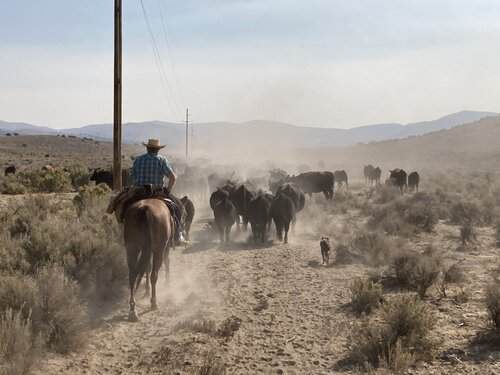 Ranch Foreman needed at Cow-Calf operation in Wells, Nevada - RanchWork.com
