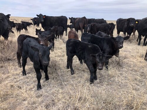 Cattle Ranch Manager needed at 1,100+ head Cow/Calf operation in ...