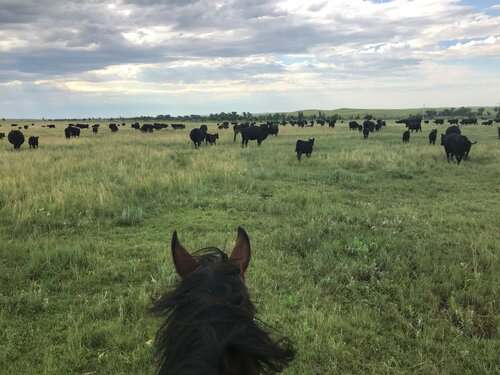 Cattle Ranch in South Dakota seeking Full-time Employee - RanchWork.com