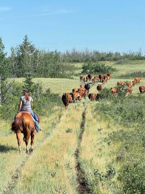 Full-time Ranch Hand needed in Alberta, Canada ~ Housing Provided ...