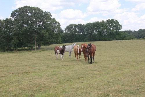 Ranch Hand / Caretaker Position available at Family Farm in Mansfield ...