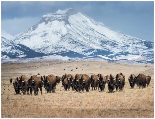 Full-time Ranch Employee needed at Choteau, Montana Bison Ranch ...